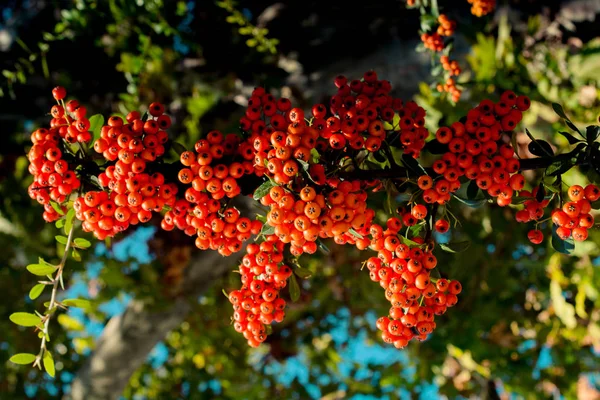 Coralberry tree Stock Photos, Royalty Free Coralberry tree Images ...