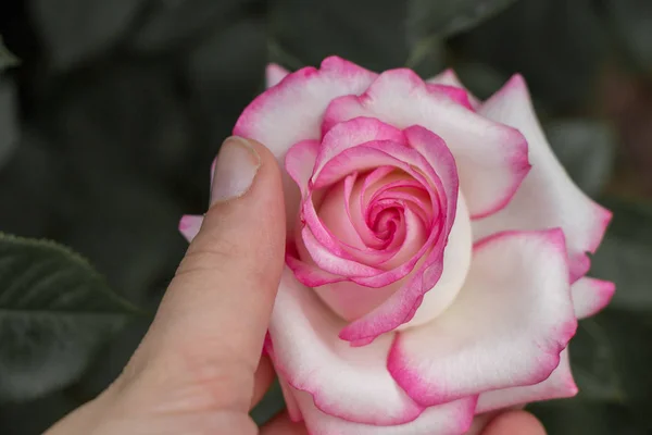 Male hand rose Stock Photos, Royalty Free Male hand rose Images ...