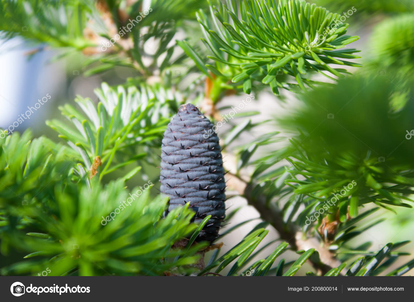 Korean Fir Tree Green Background She Has Blue Purple Bumps Stock Photo ...