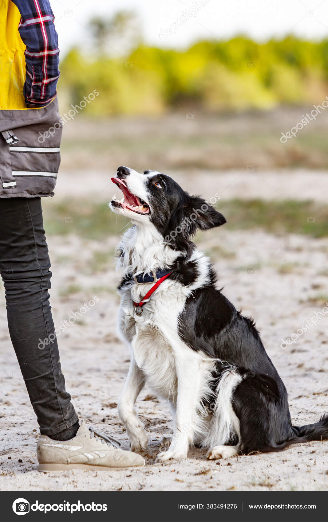 Obedience training with black and white border collie. The dog sits in ...