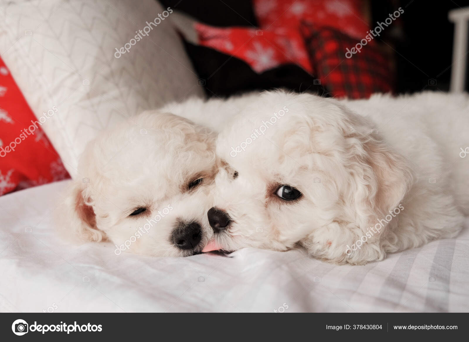 White bichon frise puppy on a soft white fur blanket looking at the ...