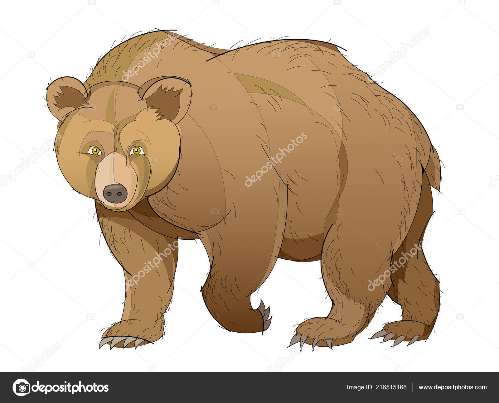 Brown Bear Illustration