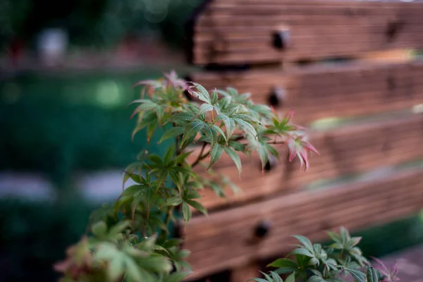 Serious planting Stock Photos, Royalty Free Serious planting Images ...