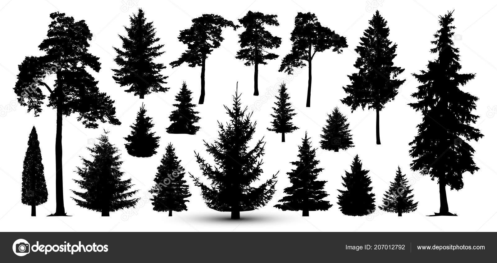 Furu Silhuett Vektor Vector Pine Forest Landscape. Beautiful Hand