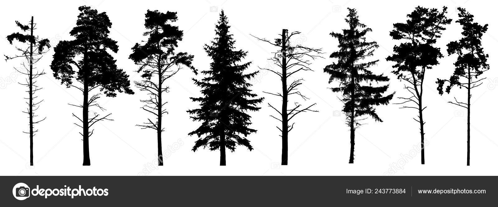 Pine Tree Branch Silhouette