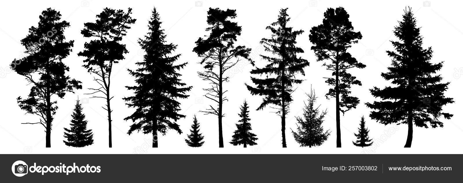 Jack Pine Tree Silhouette