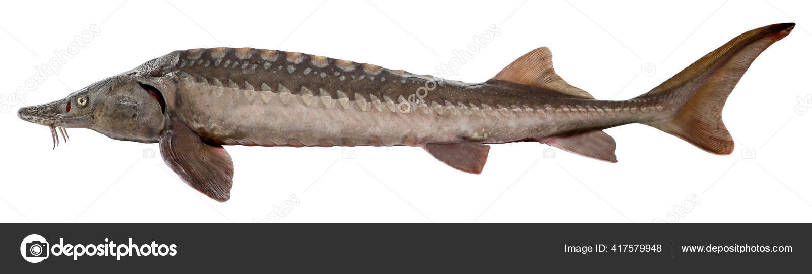 Baby Atlantic Sturgeon