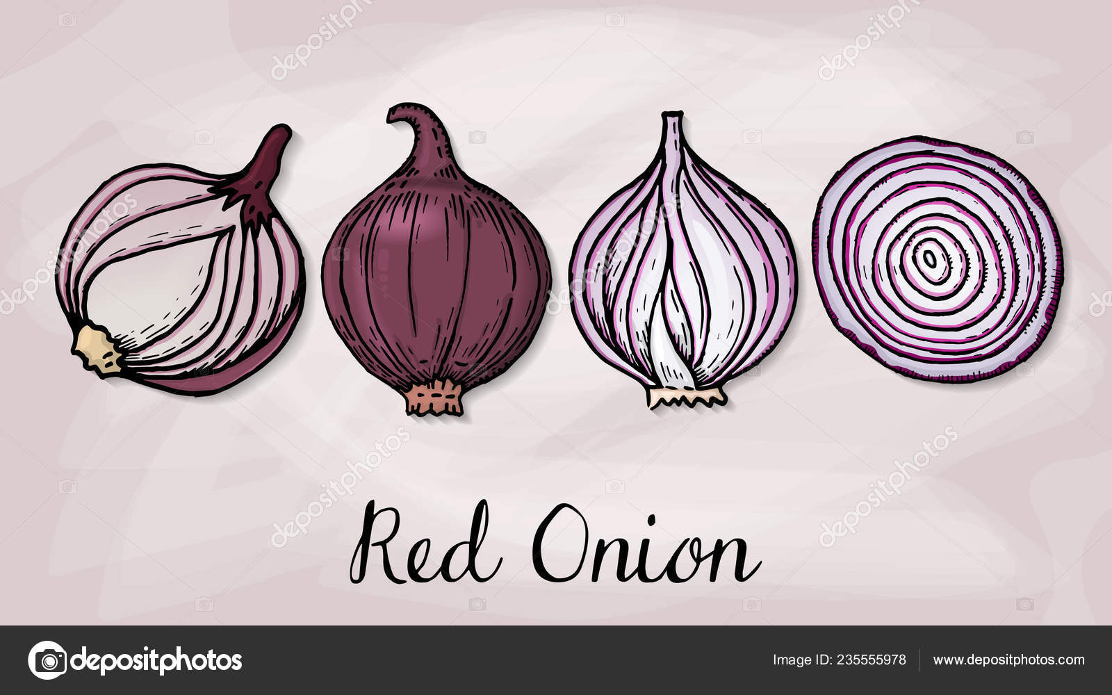 Onion Sketch
