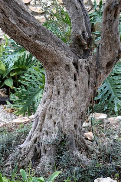 Old carob tree Stock Photos, Royalty Free Old carob tree Images ...