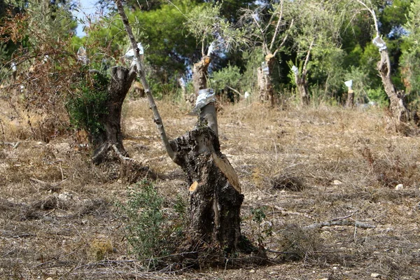 Israeli tree planting Stock Photos, Royalty Free Israeli tree planting ...