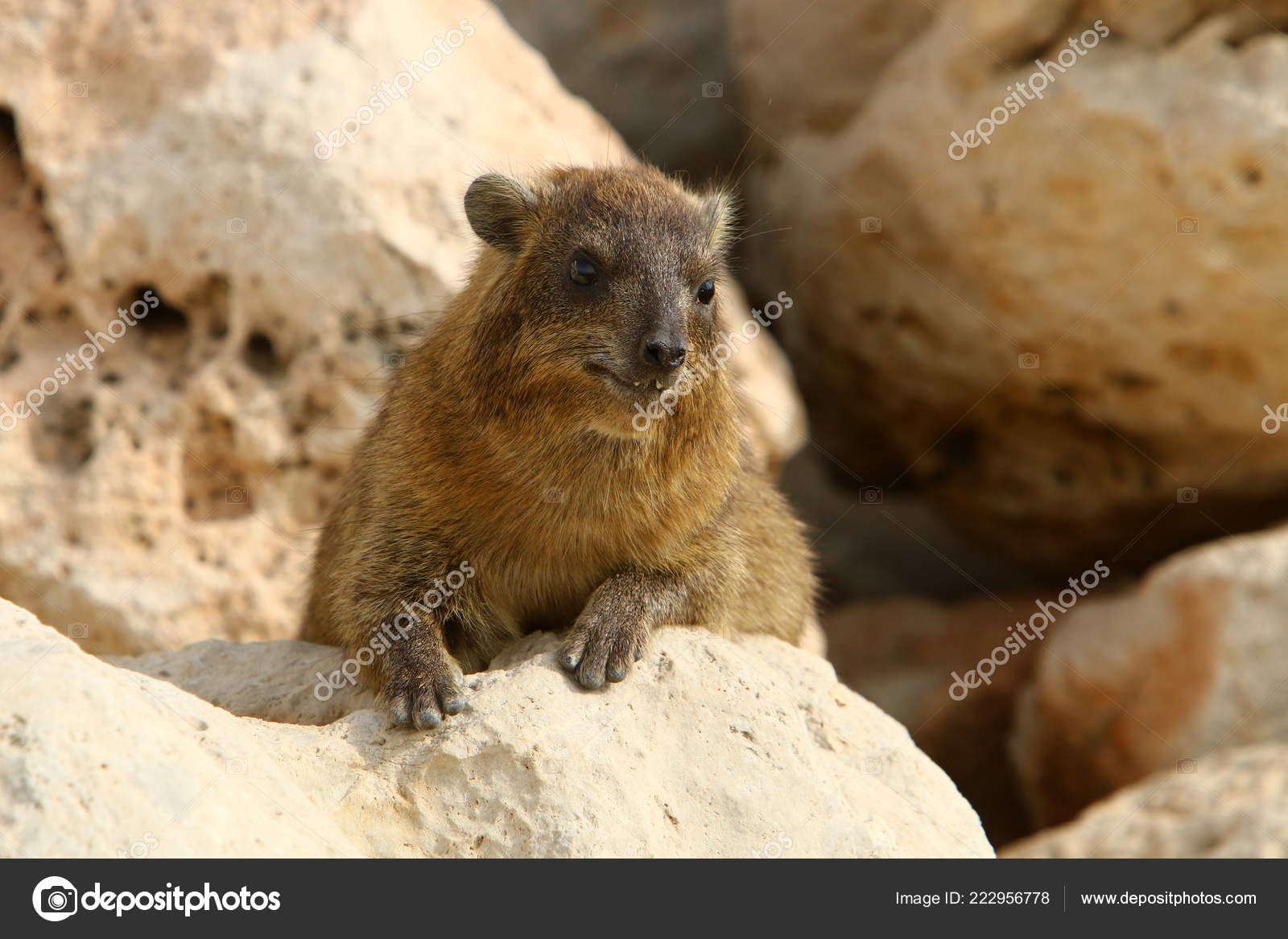 Daman Sits Rock Basks Sun — Stock Photo © shimonbar.mail.ru #222956778