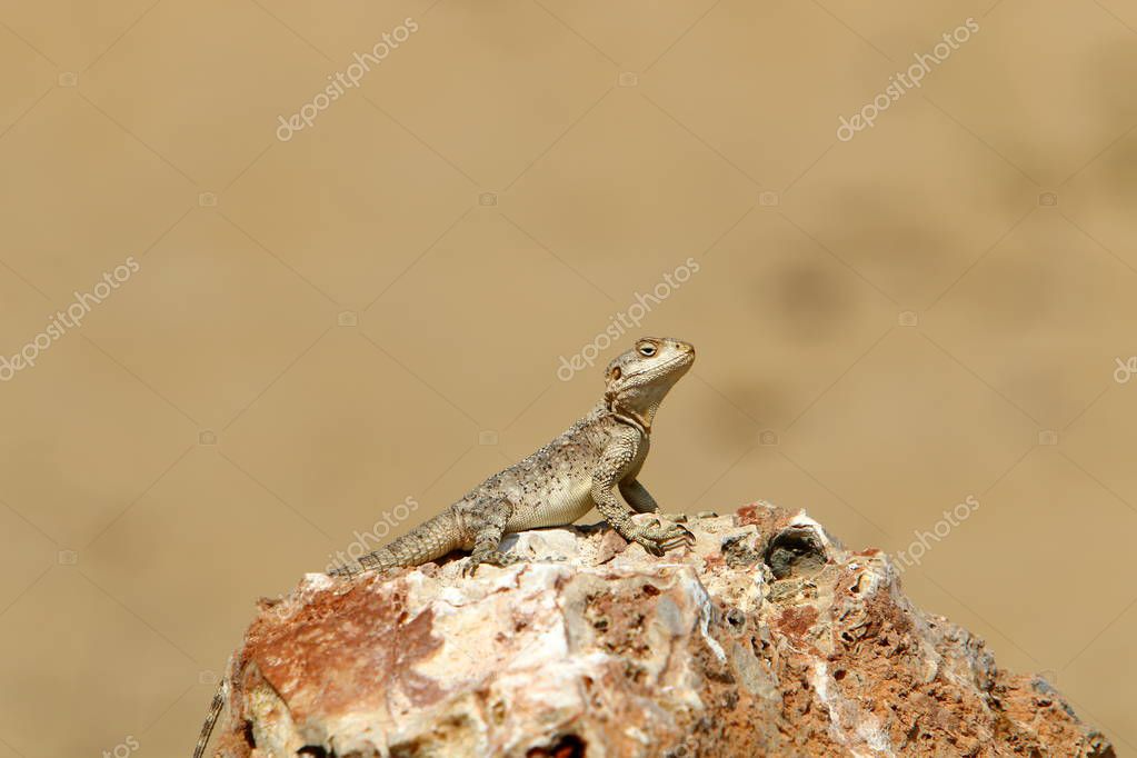 lagarto sentado en una gran piedra a orillas del mar Mediterráneo y ...
