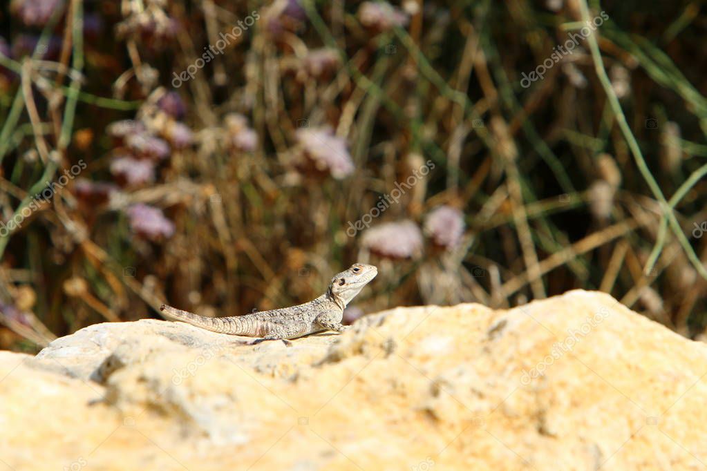 lagarto sentado en una gran piedra a orillas del mar Mediterráneo y ...