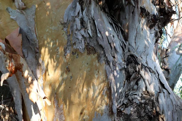 thick trunk of deciduous tree in a forest in the north of Israel ...