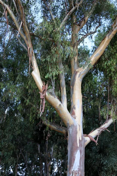 thick trunk of deciduous tree in a forest in the north of Israel ...