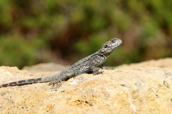 Canarian lizard Stock Photos, Royalty Free Canarian lizard Images ...