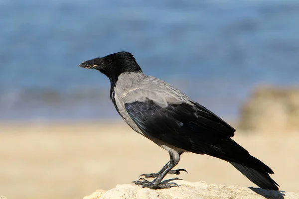 Couronien Stock Photos, Royalty Free Couronien Images | Depositphotos