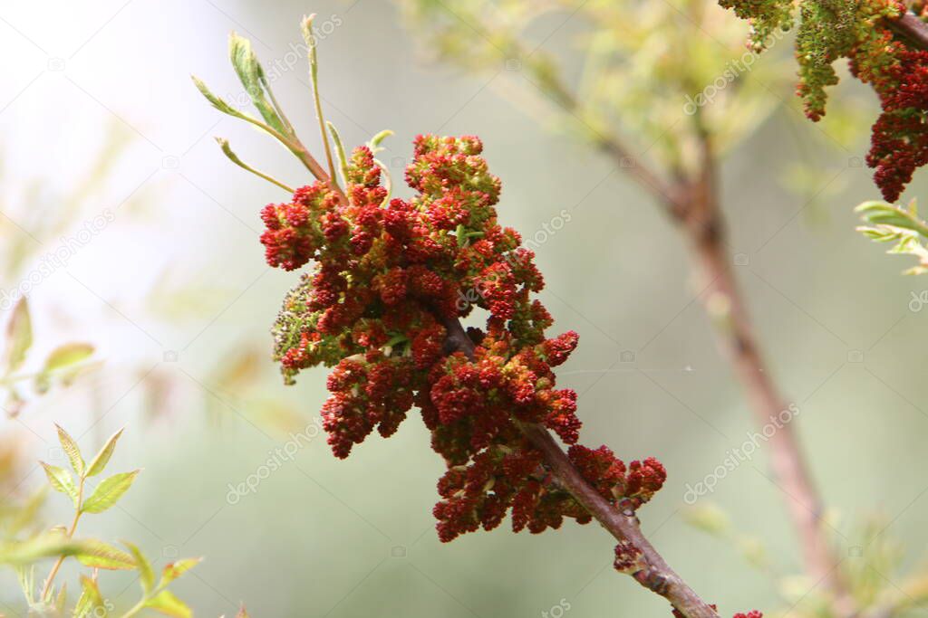 bayas maduras y frutas cuelgan de ramas de árboles en un parque de la ...