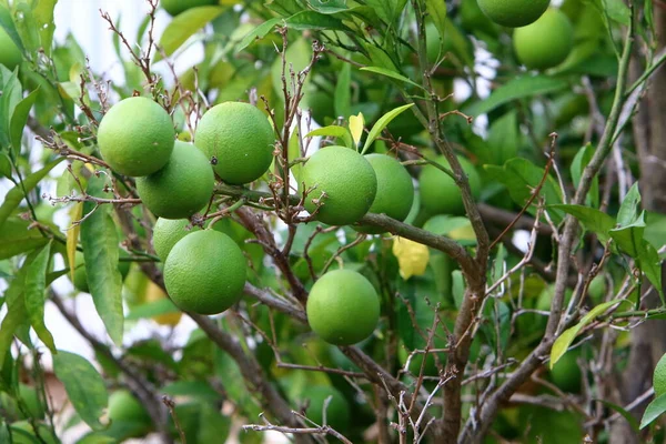 Ume fruit Stock Photos, Royalty Free Ume fruit Images | Depositphotos