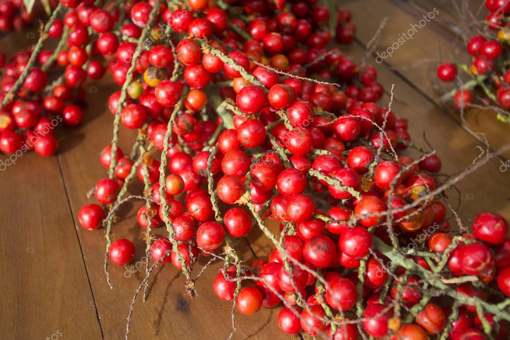 Frutas tropicales de Corozo - Bactris guineensis 2023