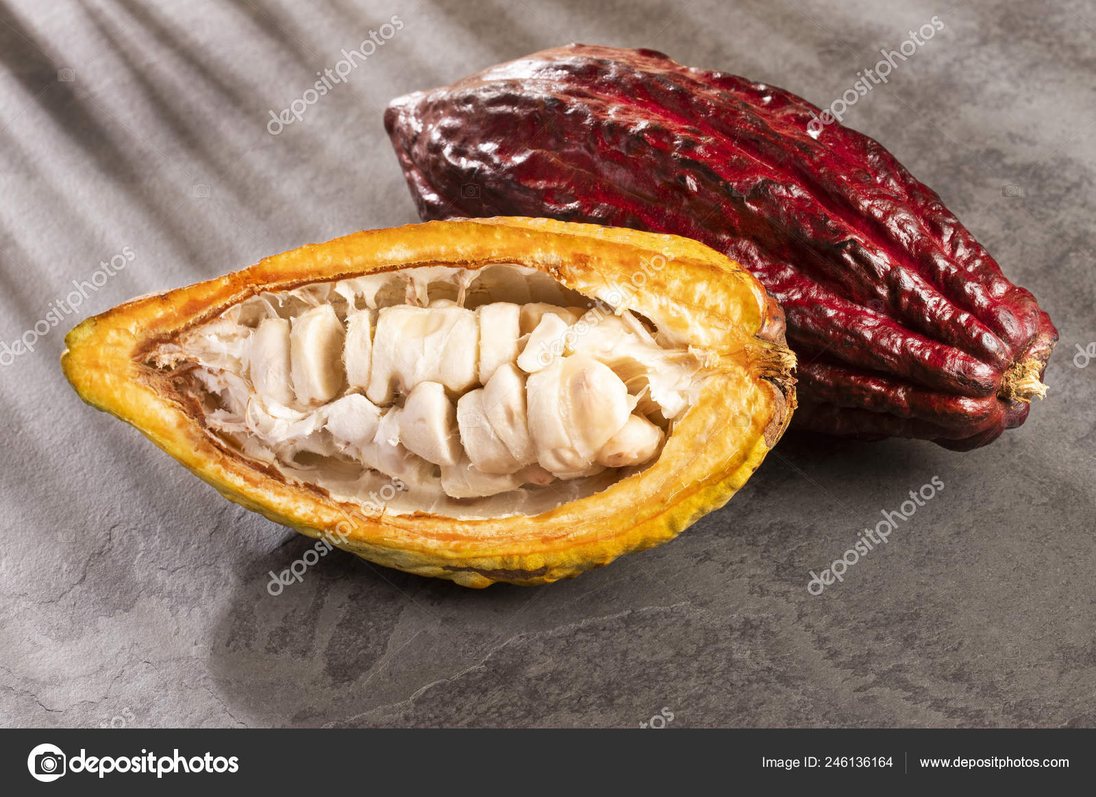 Cacao Fruit