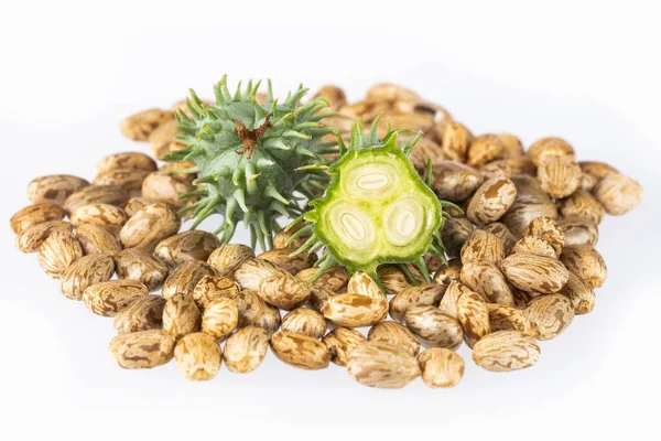 Higuereta Stock Photos, Royalty Free Higuereta Images | Depositphotos