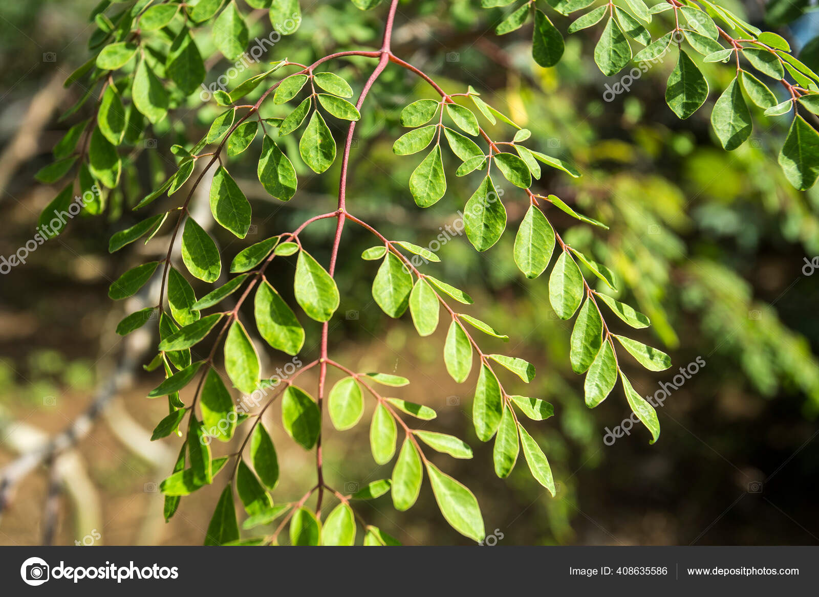 Organic Moringa Leaves Plant Moringa Oleifera — Stock Photo ...