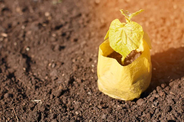 primeras plántulas de pepino en el jardín sin invernadero. Agricultura ...