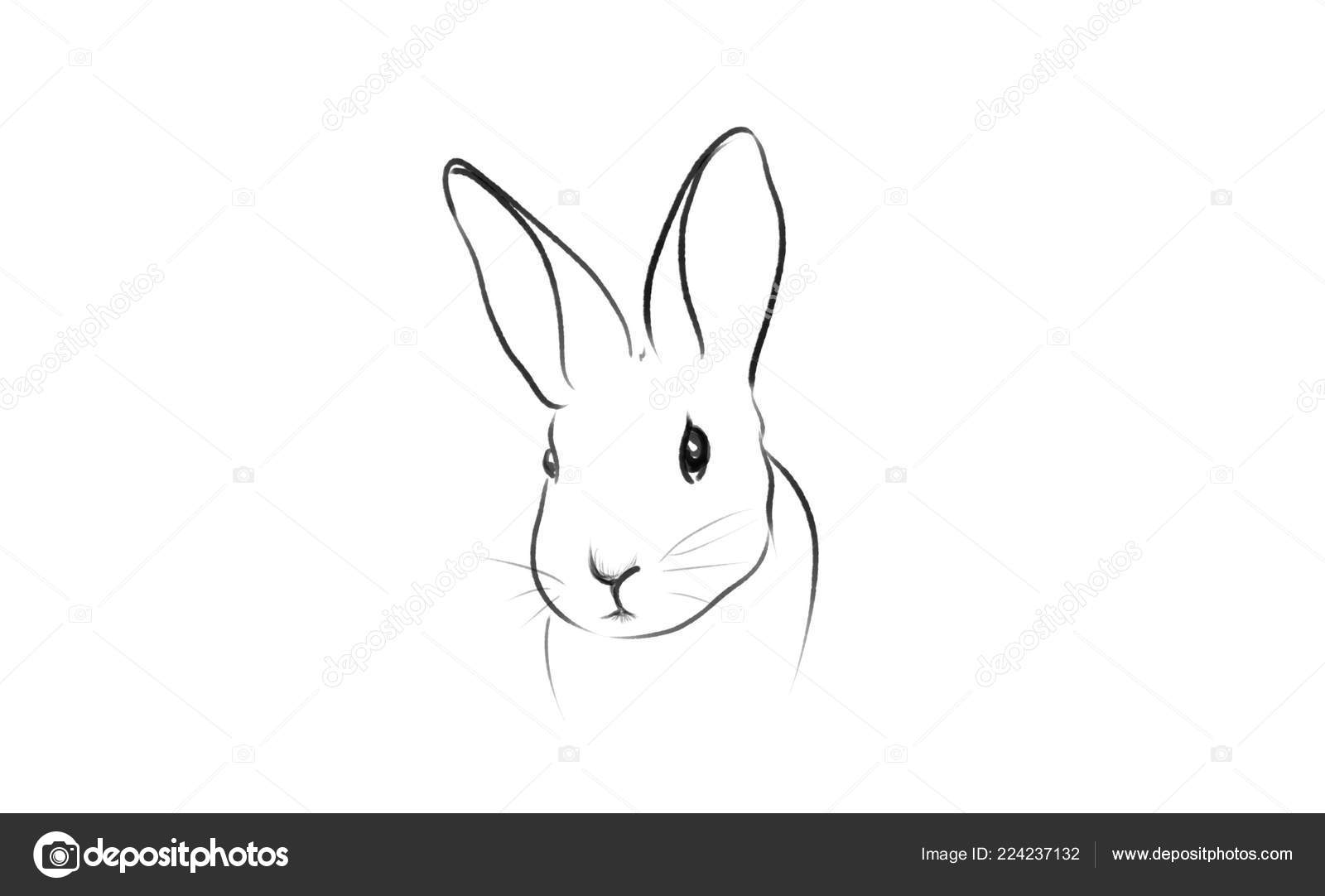 Beautiful Rabbit Line Illustration — Stock Photo © krasnenkon.gmail.com ...