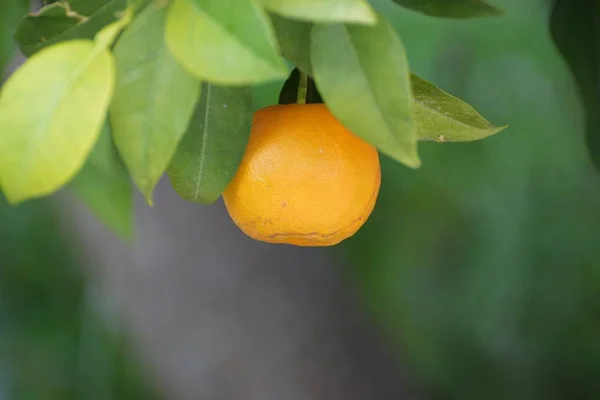 Satsuma mandarin tree Stock Photos, Royalty Free Satsuma mandarin tree ...