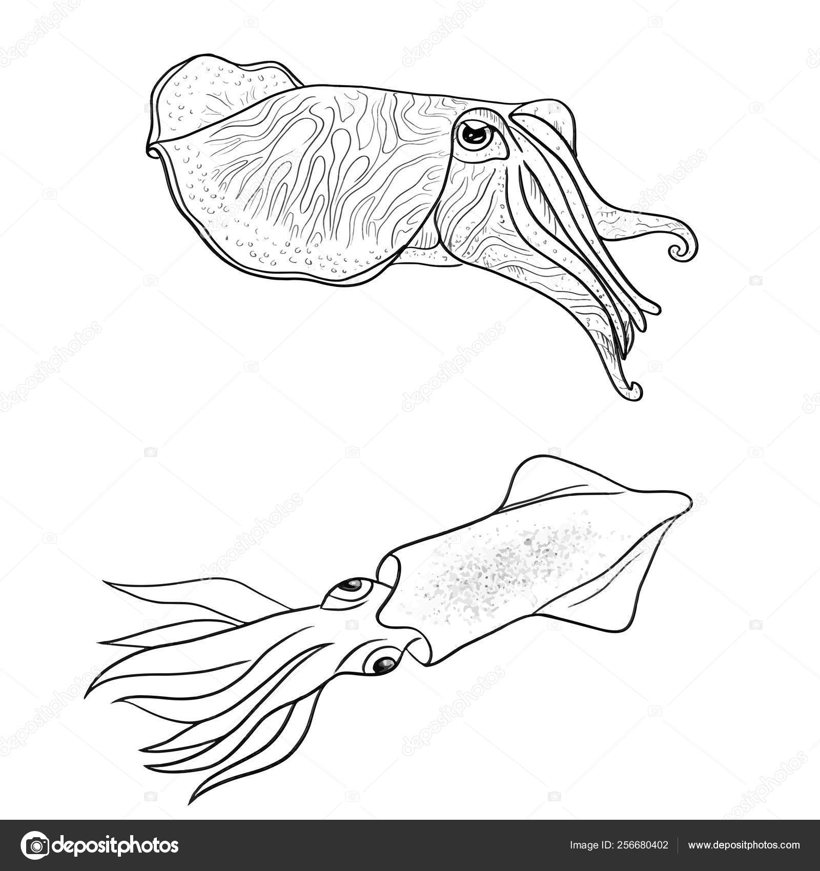 Cuttlefish Clipart Black And White