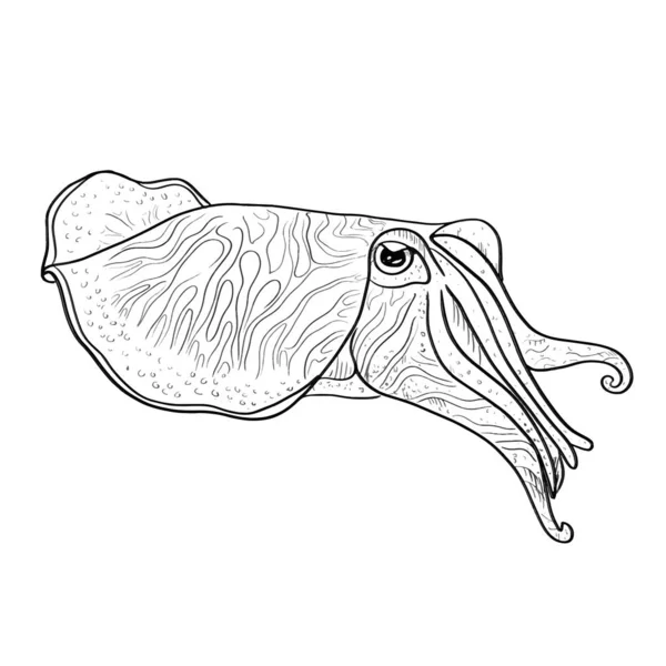 Cuttle Stock Vectors, Royalty Free Cuttle Illustrations | Depositphotos®