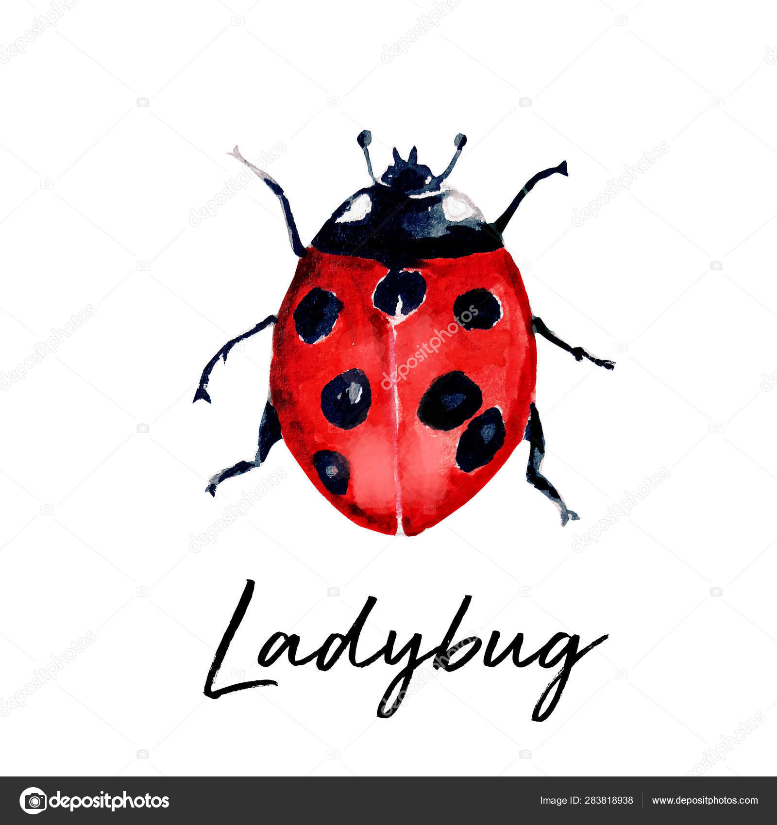 Beautiful Red Lady Bug Art Illustration Stock Illustration by ...