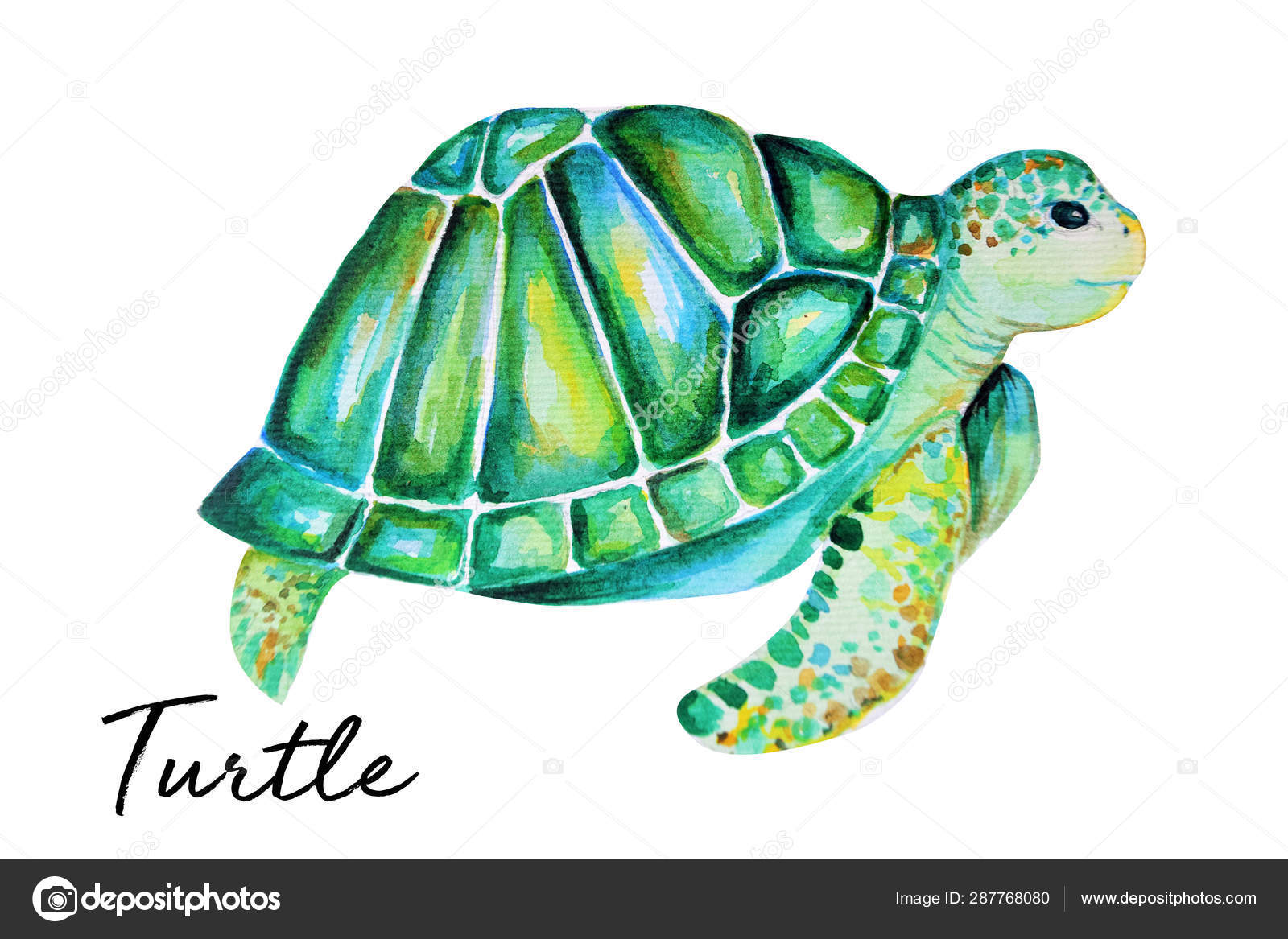 Beautiful Turtle Art Water Color Background Illustration Stock ...