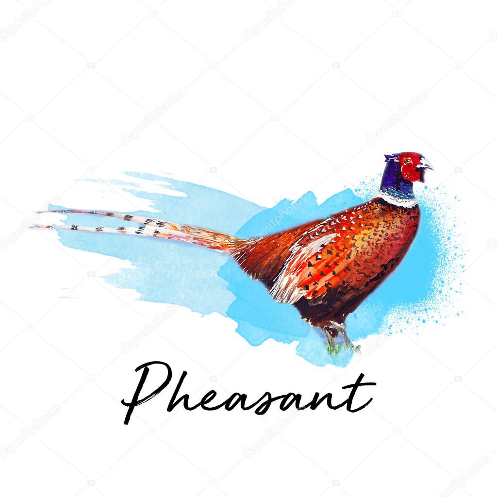 Hermoso pájaro acuarela dibujo ilustración de arte 2022