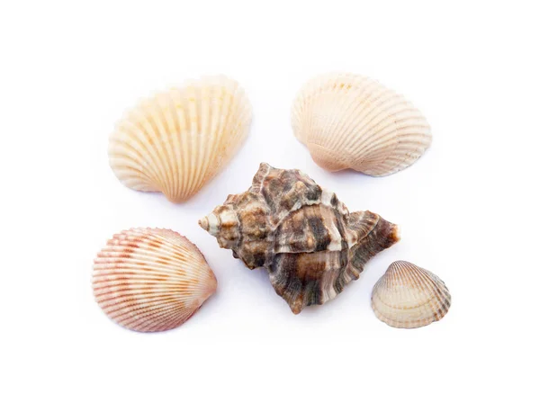 Fotos de Toothed top shells, Imagens de Toothed top shells sem ...