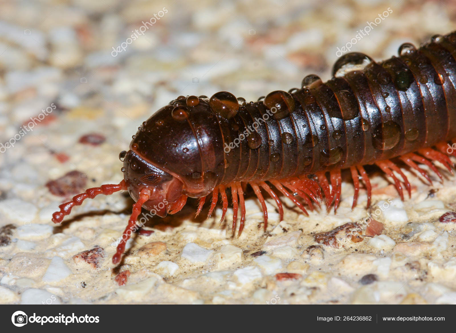 House Millipede Poisonous