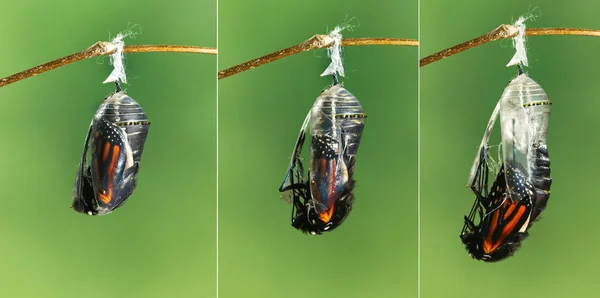 Monarch chrysalis Stock Photos, Royalty Free Monarch chrysalis Images ...