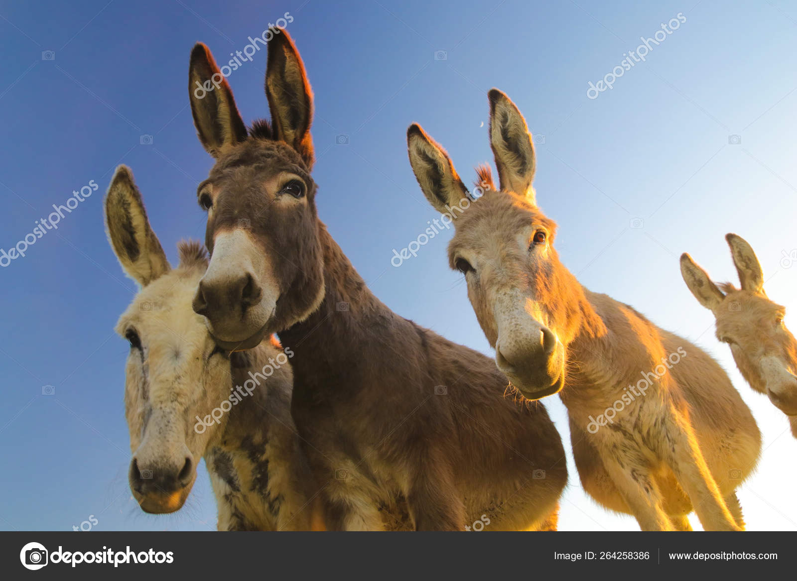 Four donkeys with funny faces — Stock Photo © gezafarkas #264258386