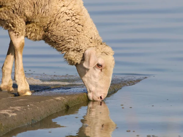 Sheep by water Stock Photos, Royalty Free Sheep by water Images ...