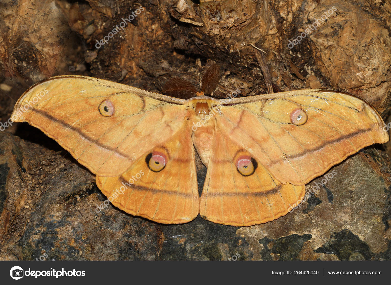 Cute Silk Moth