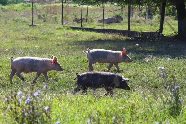 Cerdos de pastoreo Stock Photos, Royalty Free Cerdos de pastoreo Images ...