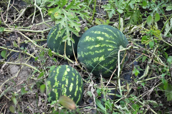 In the field, in the open ground watermelons ripen - Stock Image ...