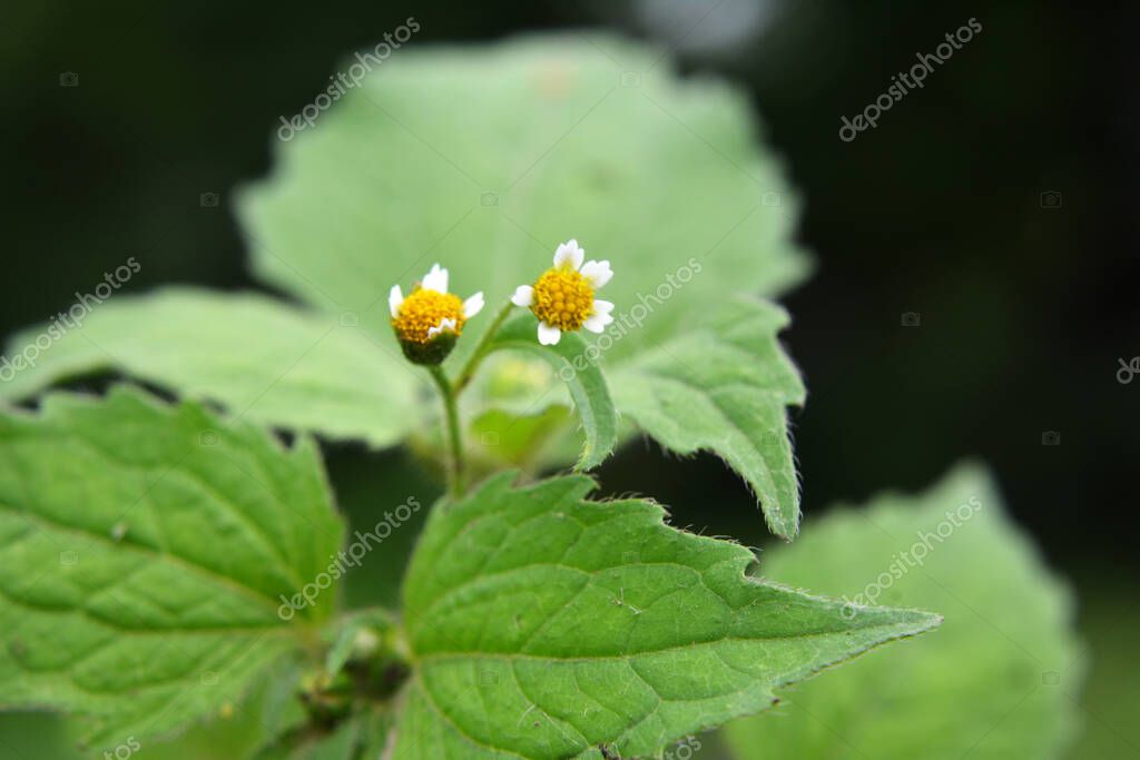 Una de las especies de malezas florece en el campo - galinsoga ...