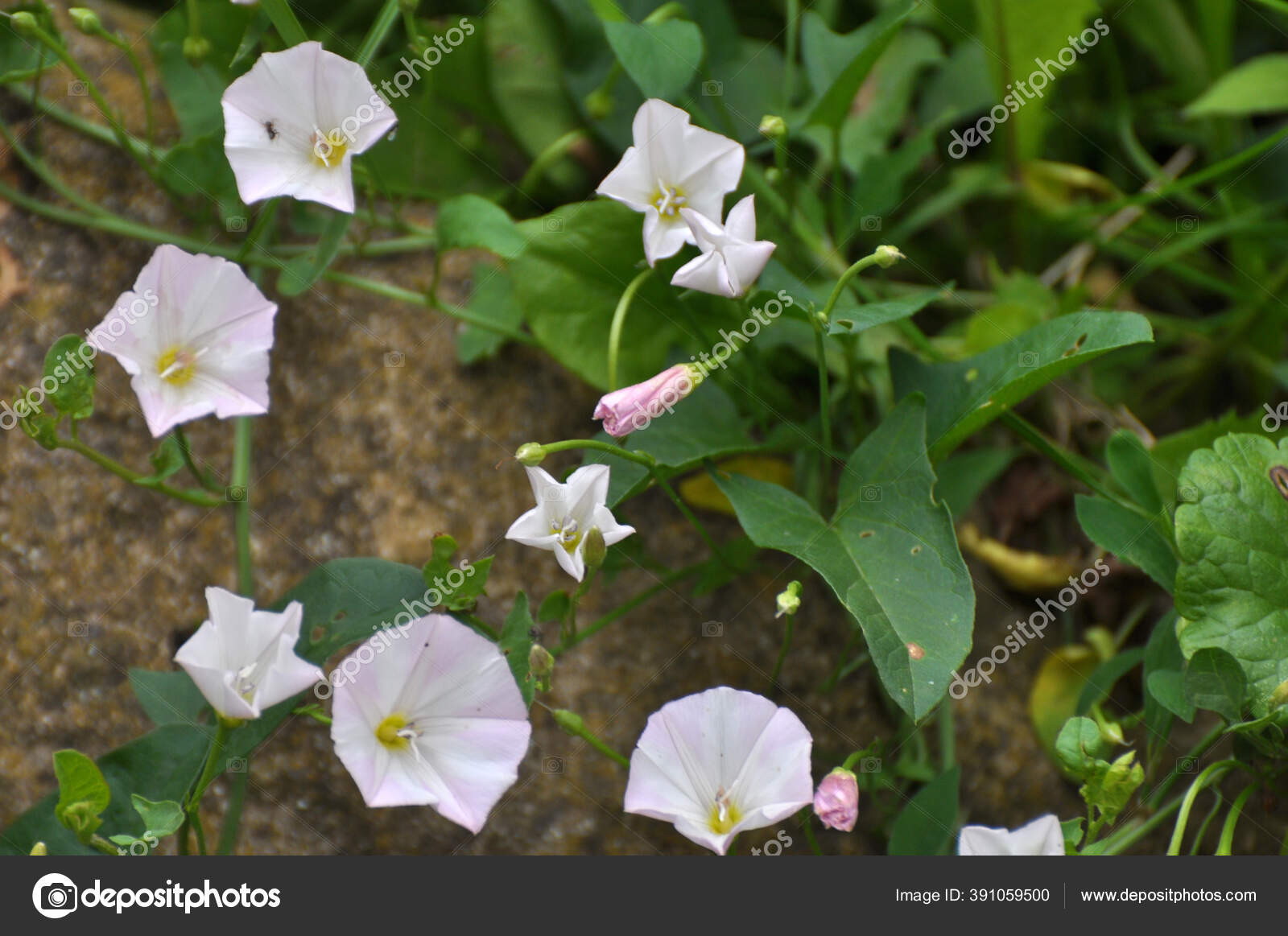 Convolvulus Arvensis Grows Blooms Field Stock Photo by ©orestligetka ...