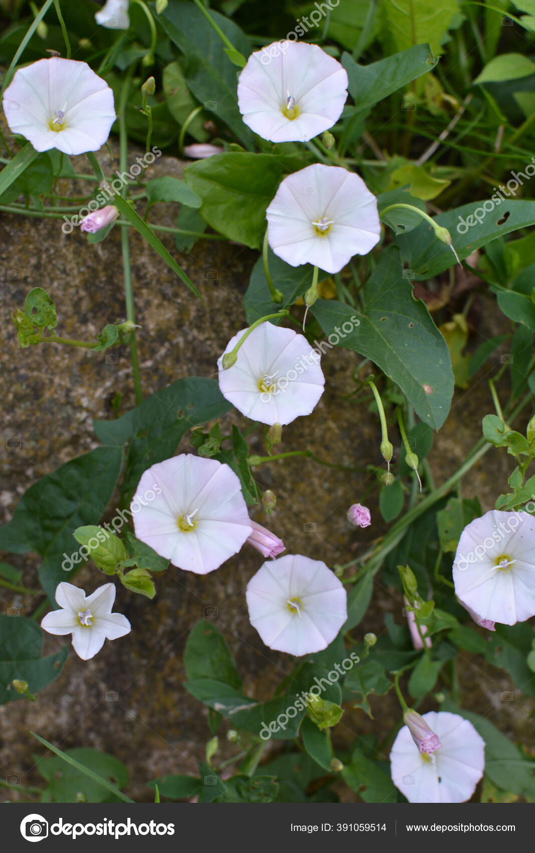 Convolvulus Arvensis Grows Blooms Field — Stock Photo © orestligetka ...