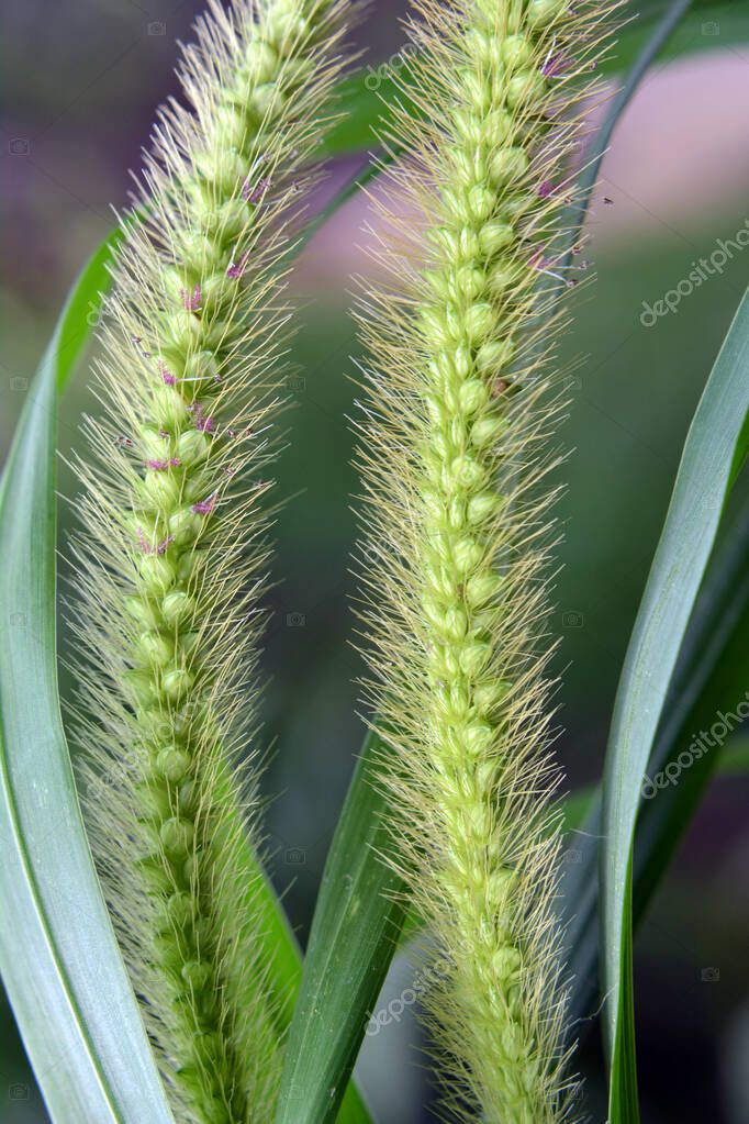Setaria crece en el campo en la naturaleza. 2022