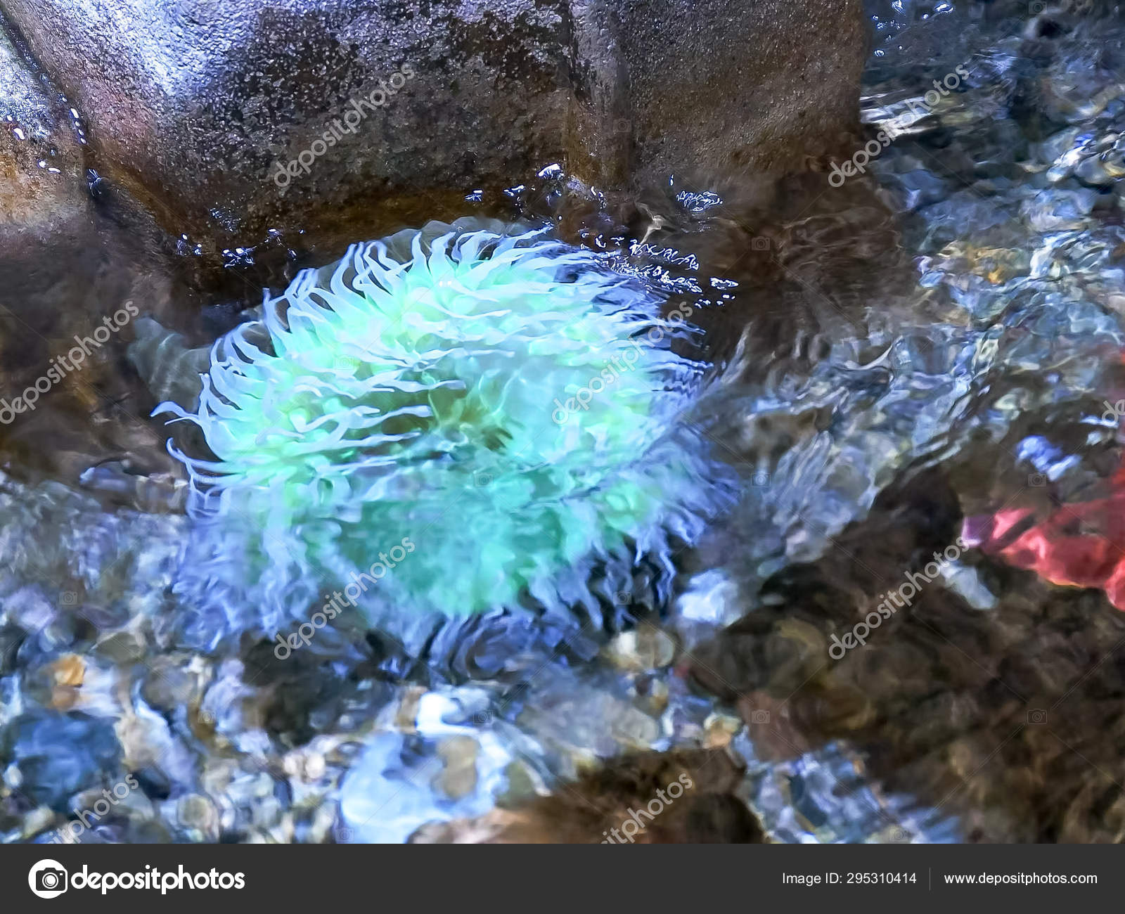 Green Sea Anemone Side View