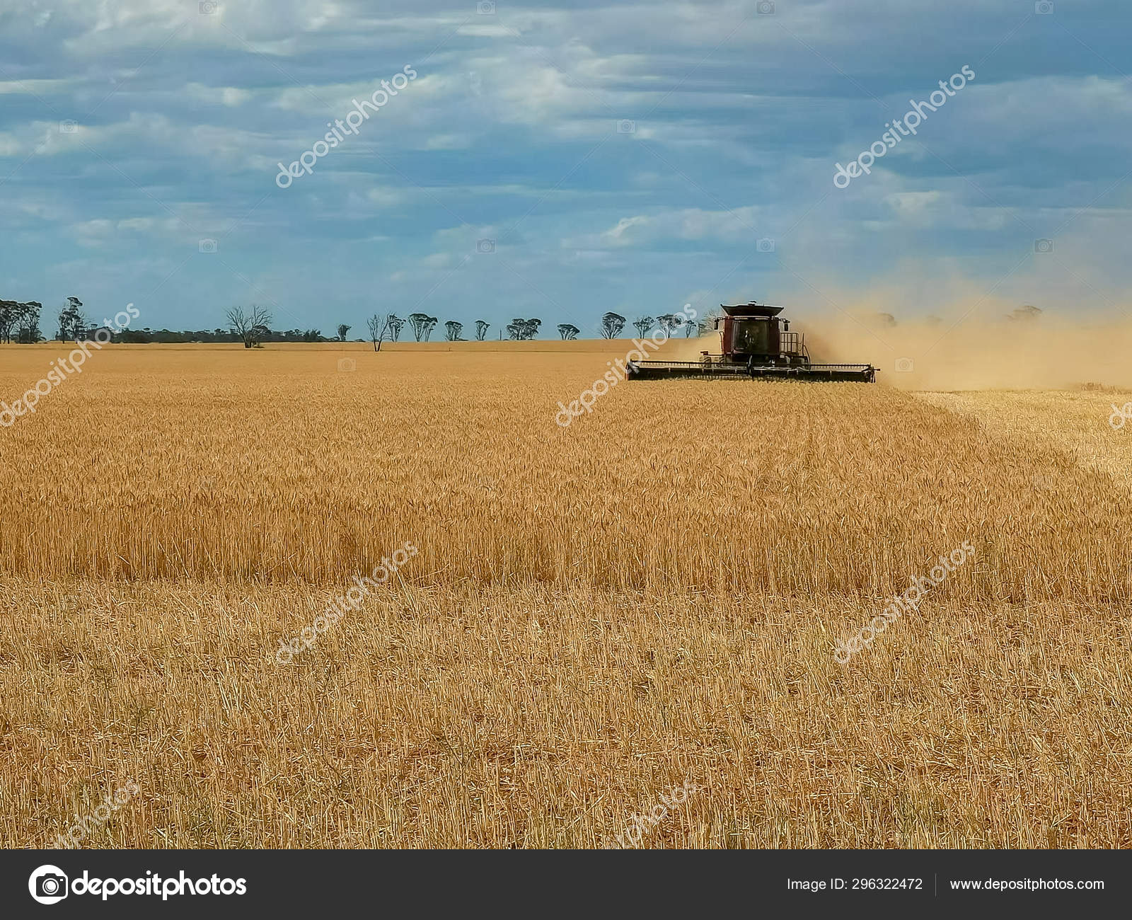Medium view of a header being used on a western australian wheat farm ...