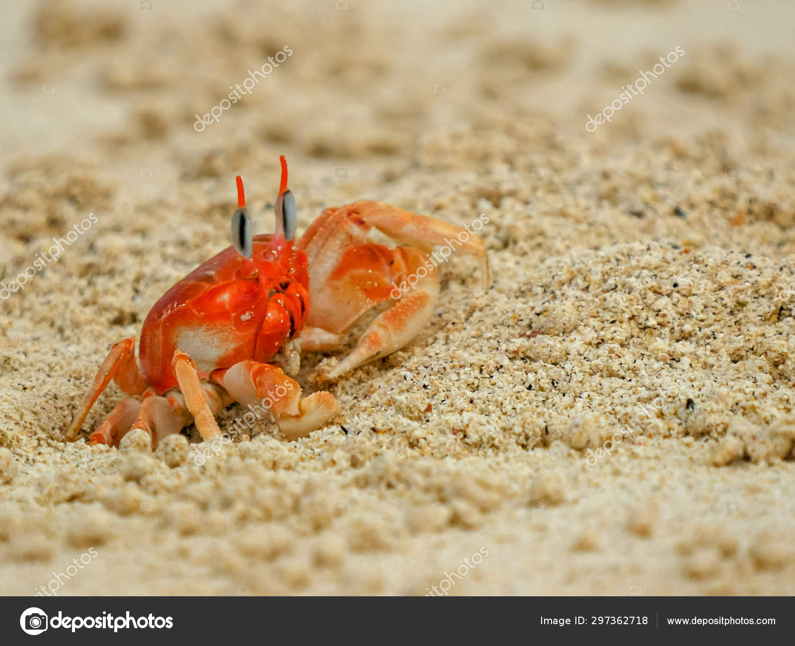 Red Ghost Crabs